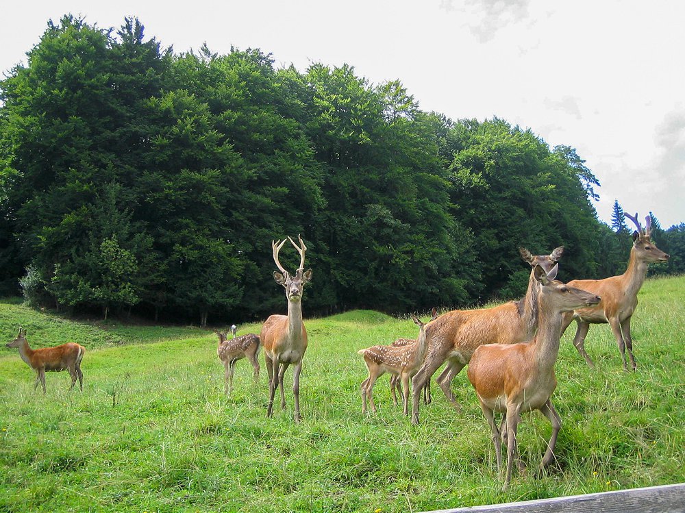 Bildergalerie Hirschzucht Baumgartner - Hubert Baumgartner, Stoißberg ...