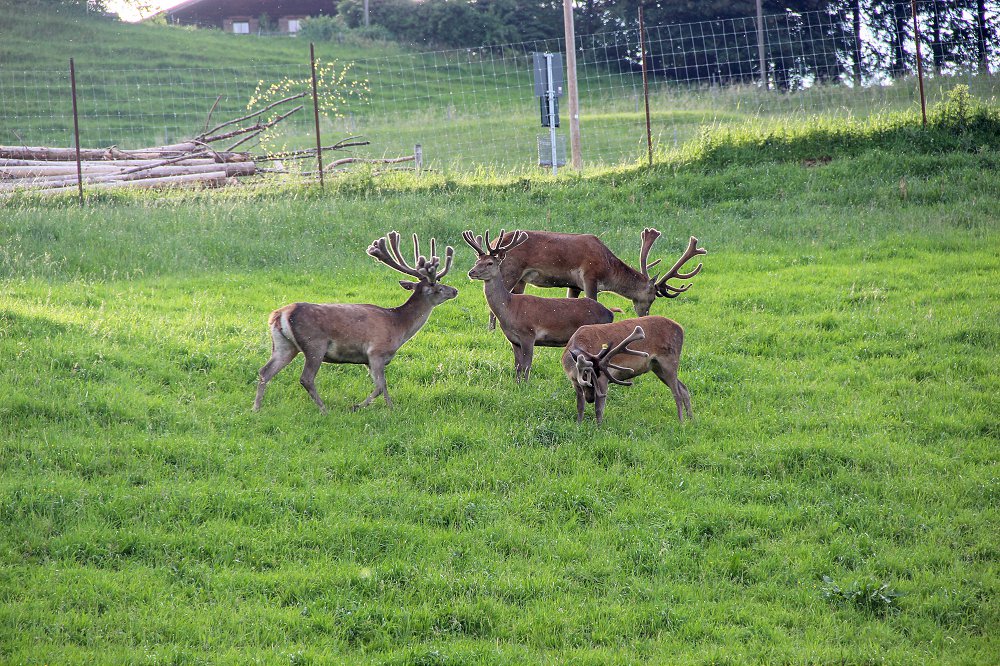 Bildergalerie Hirschzucht Baumgartner - Hubert Baumgartner, Stoißberg ...
