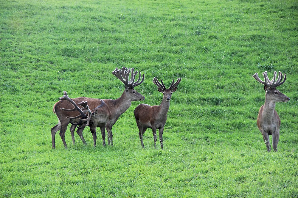 Bildergalerie Hirschzucht Baumgartner - Hubert Baumgartner, Stoißberg ...