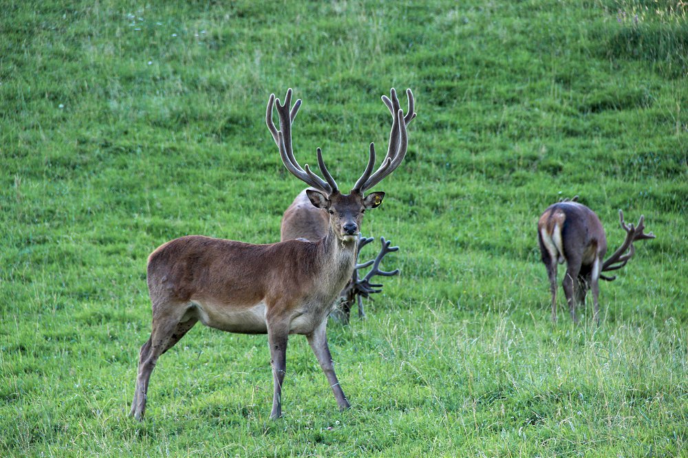 Bildergalerie Hirschzucht Baumgartner - Hubert Baumgartner, Stoißberg ...