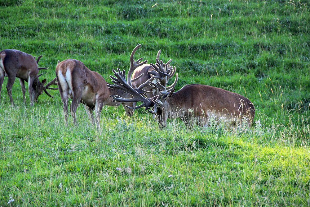 Bildergalerie Hirschzucht Baumgartner - Hubert Baumgartner, Stoißberg ...