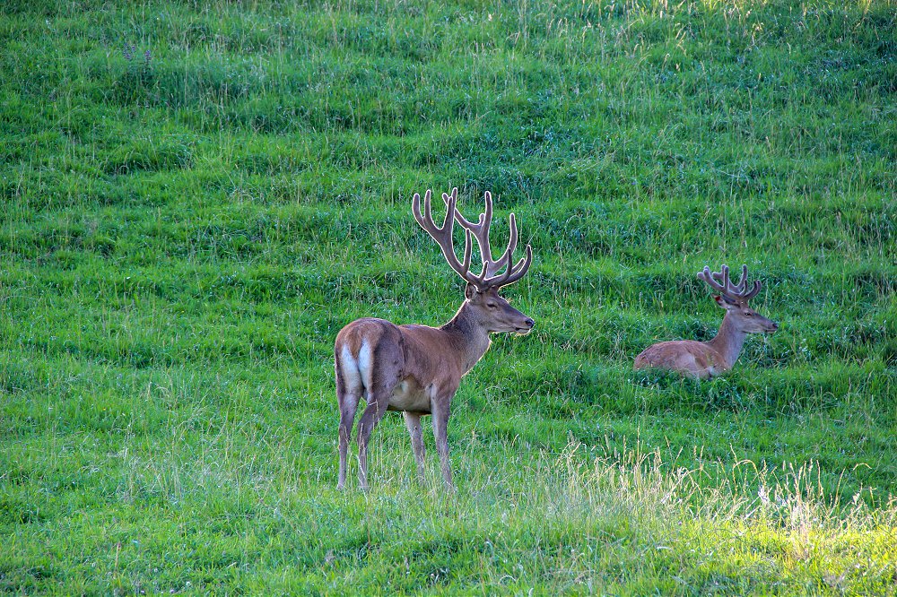 Bildergalerie Hirschzucht Baumgartner - Hubert Baumgartner, Stoißberg ...