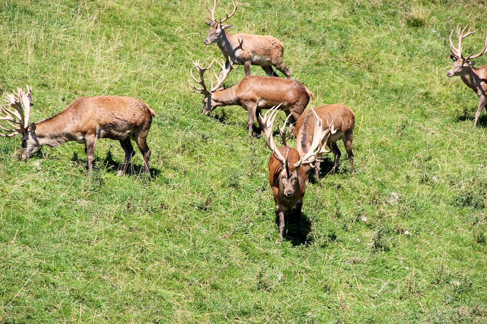 Bildergalerie Hirschzucht Baumgartner - Hubert Baumgartner, Stoißberg ...