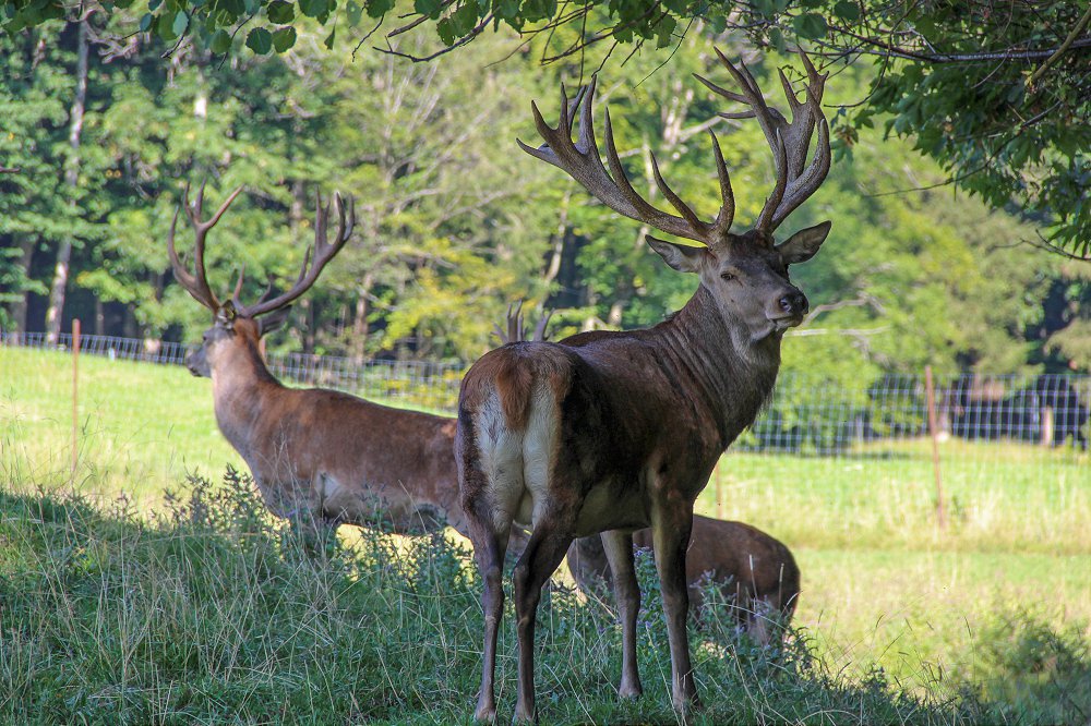 Bildergalerie Hirschzucht Baumgartner - Hubert Baumgartner, Stoißberg ...